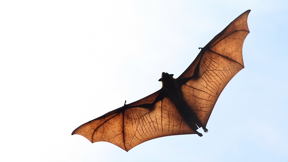 Why Arent There Any Flightless Bats The Institute For Creation Research